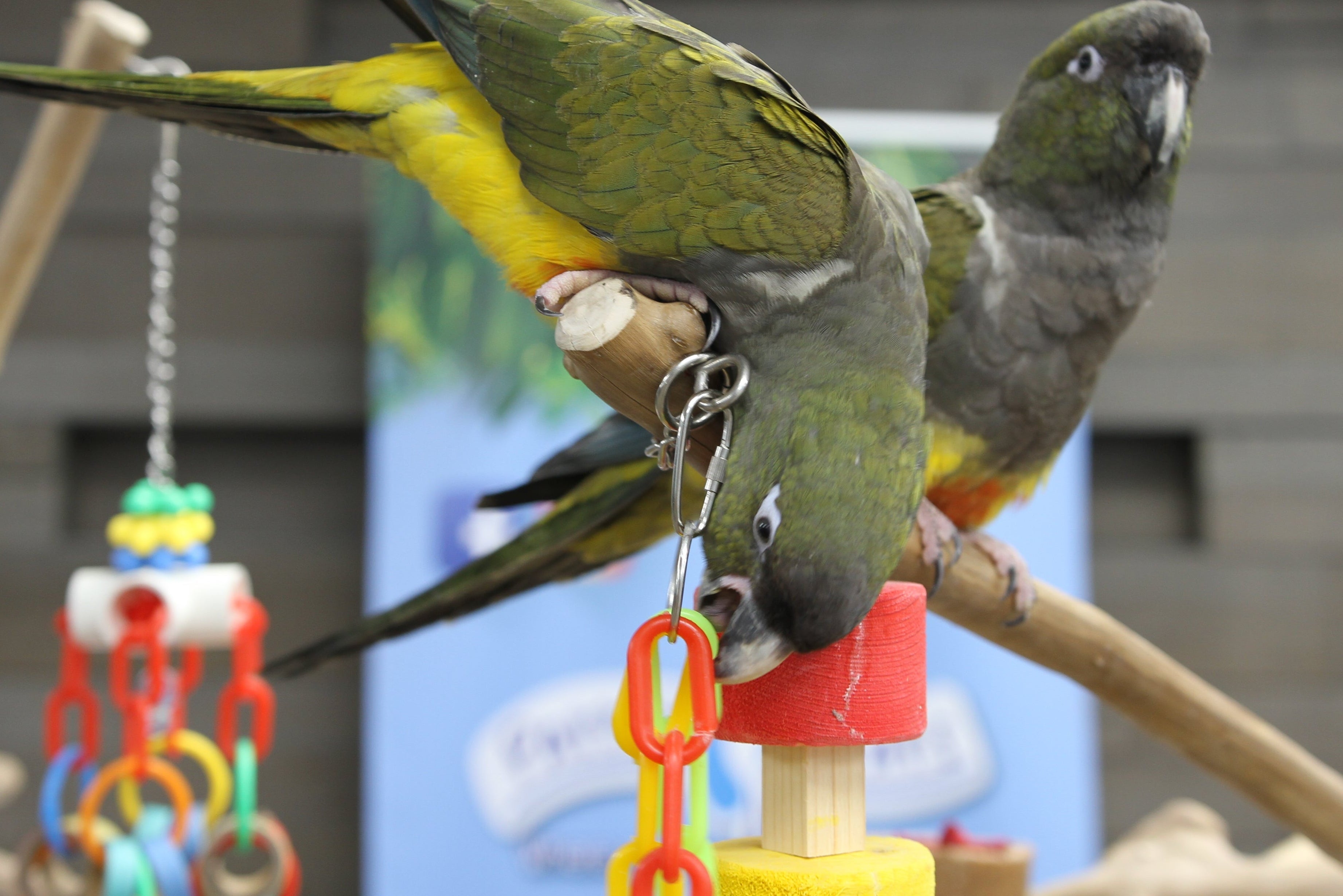 What Is Enrichment For Companion Parrots? – Parrot Stars